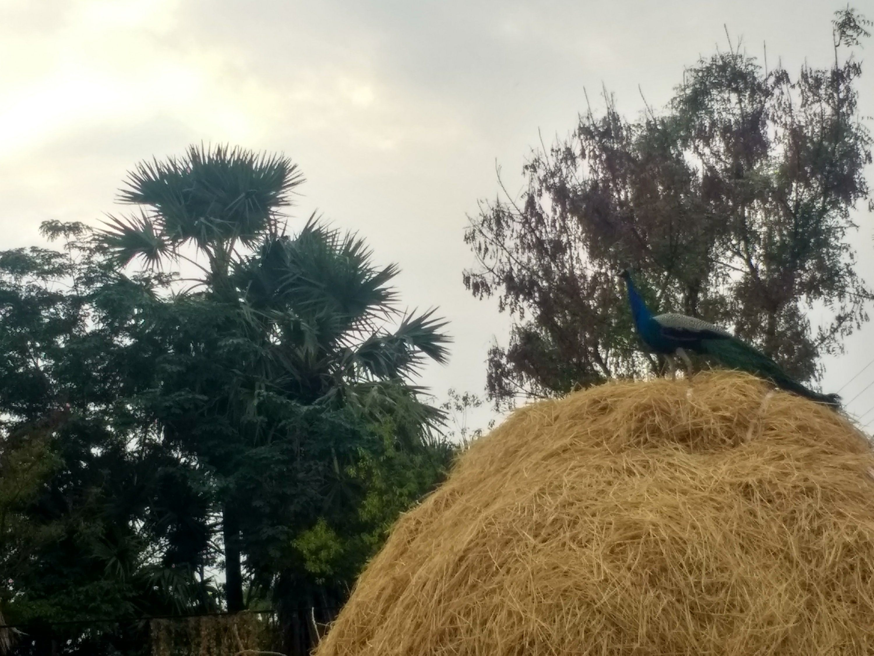 Ulundu cultivation with seed balls technique – Vivasayee's Life