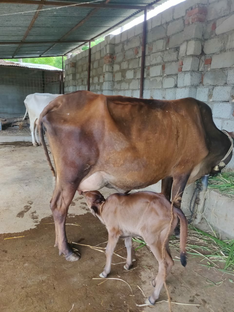 Introducing Kabir and thoughts on bull rearing – Vivasayee's Life