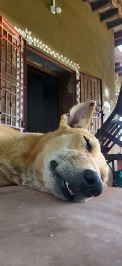 What would we do without you, Suli?! – Vivasayee's Life