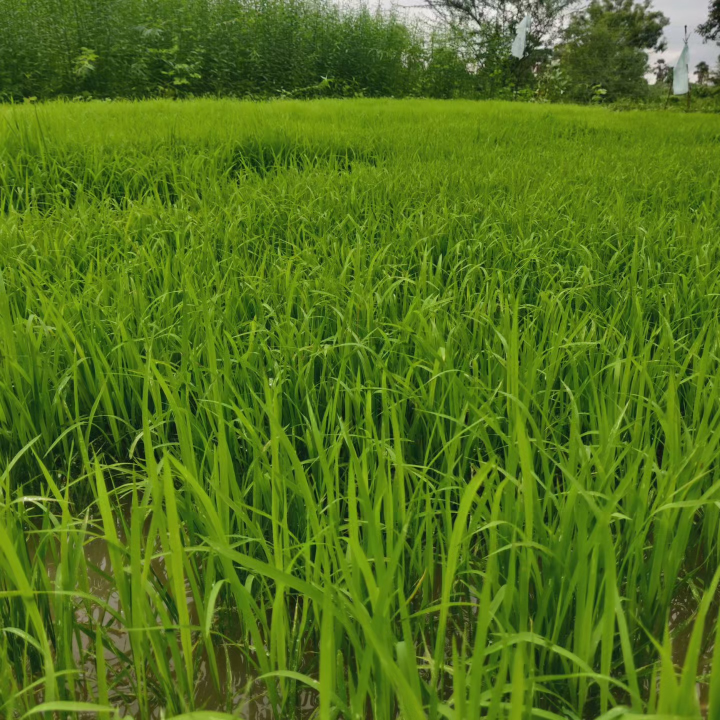 Rice field preparation 2023 – Vivasayee's Life